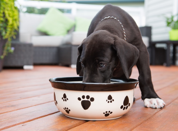 Comment bien nourrir son chien ? - Yummypets
