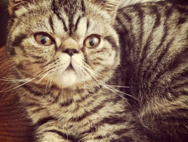 Know your breeds: the Exotic Shorthair - Yummypets