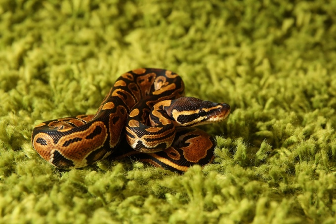 Ce que vous devez savoir sur les serpents - Yummypets