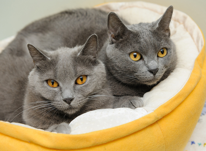 Know your breeds: the Chartreux - Yummypets
