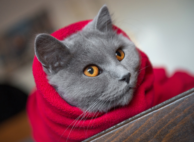Know your breeds: the Chartreux - Yummypets