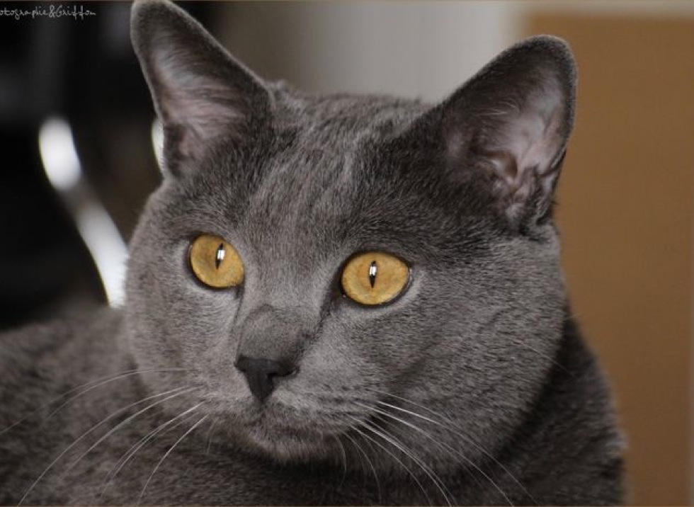 Know your breeds: the Chartreux - Yummypets