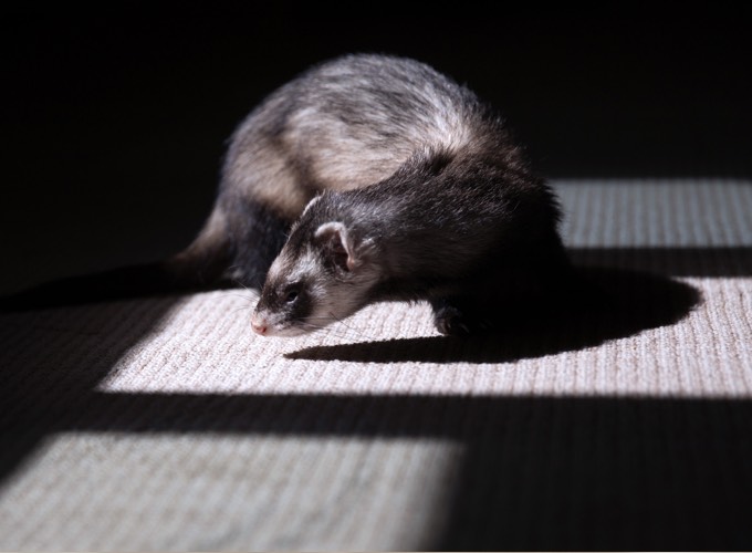 My ferret is obese - Yummypets