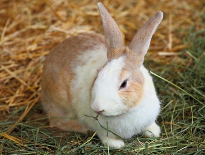 Ce qu'il faut savoir pour adopter un lapin - Yummypets