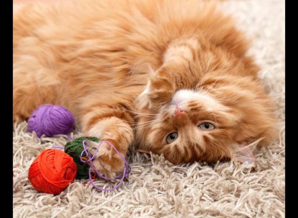 L'importance de jouer avec son chat - Yummypets