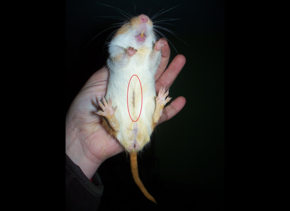 La gerbille : mieux connaitre ce rongeur - Yummypets