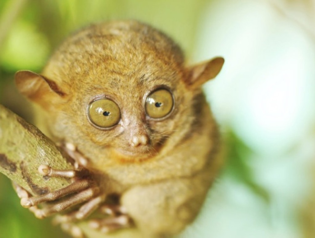 Top des animaux les plus étranges du monde - Yummypets