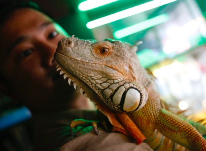 The first reptile café in Vietnam! - Yummypets