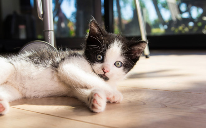 Découvrez le cycle de vie du chaton - Yummypets