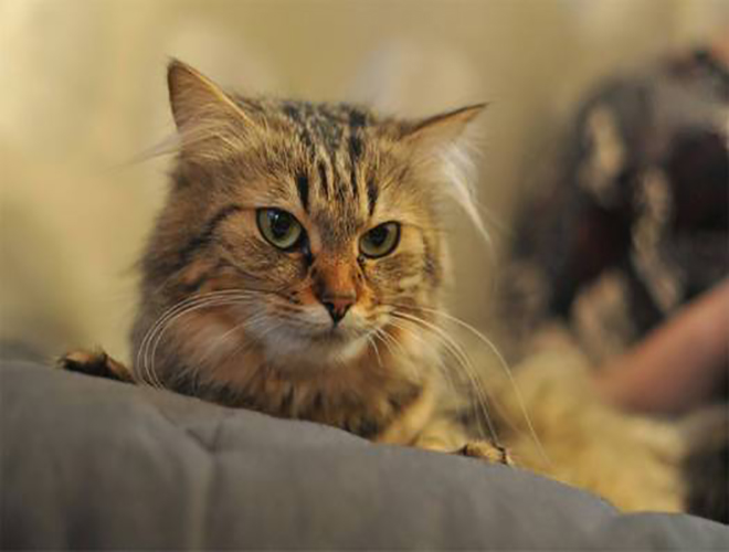 Pourquoi et comment nettoyer les oreilles de son chat ? - Yummypets