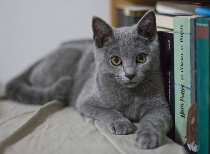 Zoom sur une race : le Chartreux - Yummypets