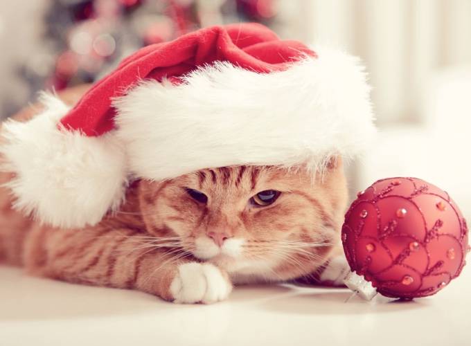 Fetes Noel Chat