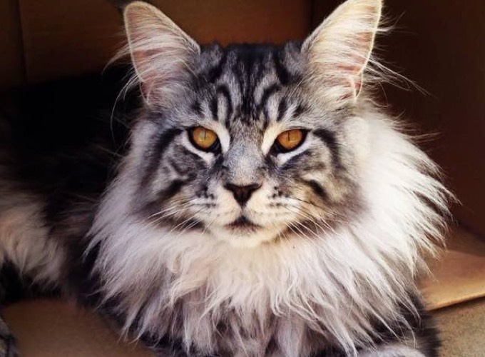 De magnifiques chats à la crinière de lion ! - Yummypets