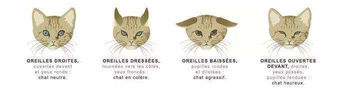Le langage du chat expliqué - Yummypets