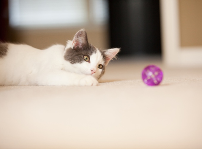 Comment bien jouer avec son chat ? - Yummypets