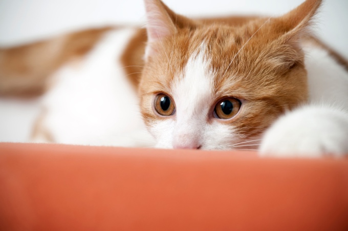 5 humeurs à décrypter avec les oreilles du chat - Yummypets