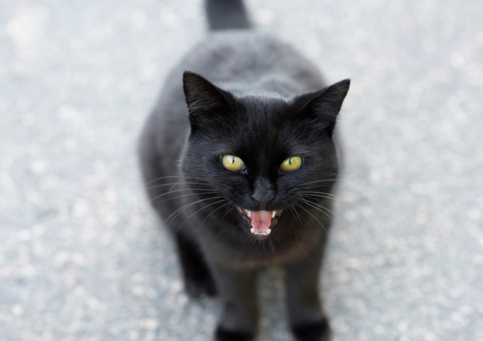 9 signes qui montrent que votre chat est trop stressé - Yummypets