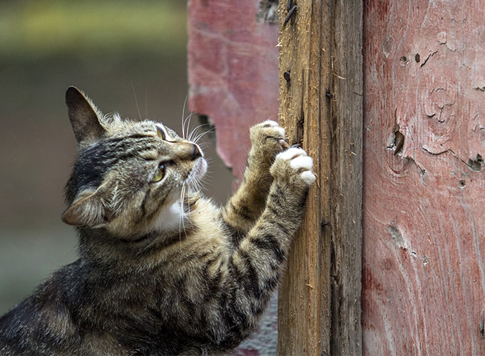 Pourquoi faire ses griffes est bon pour votre chat - Yummypets