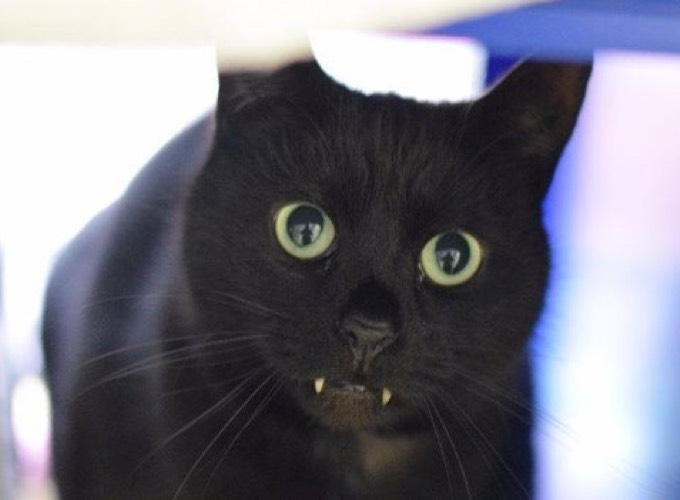 Ce chat vampire a besoin d'une famille - Yummypets