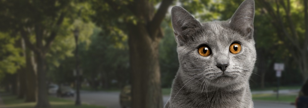 Chartreux - Yummypets