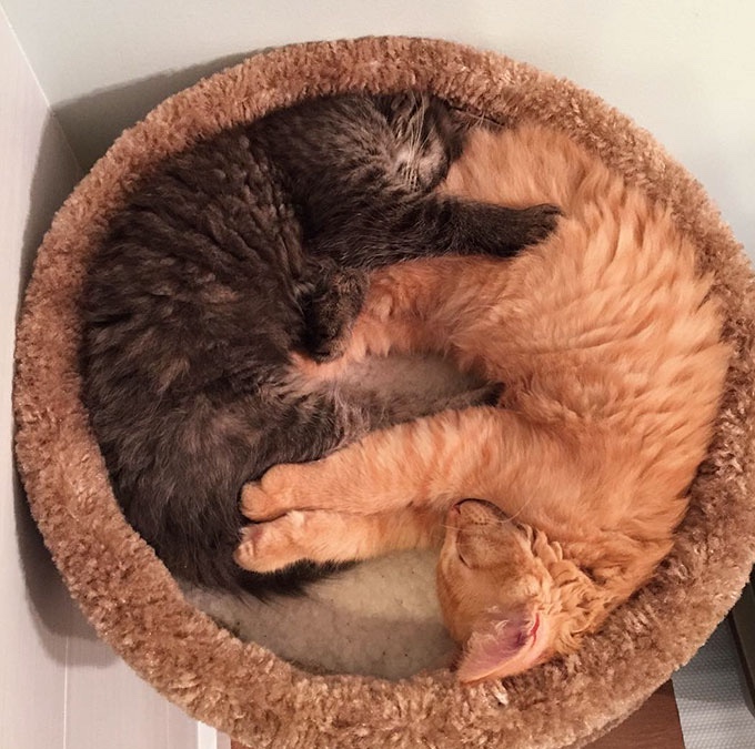 Deux chats qui dorment tout le temps ensemble - Yummypets