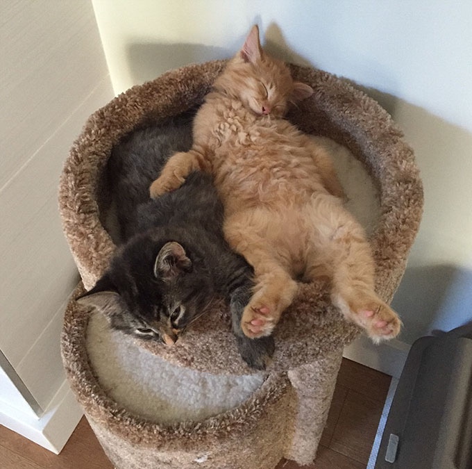 Deux chats qui dorment tout le temps ensemble - Yummypets
