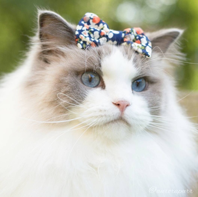 Meet Princess Aurora, most beautiful ragdoll in all the land - Yummypets