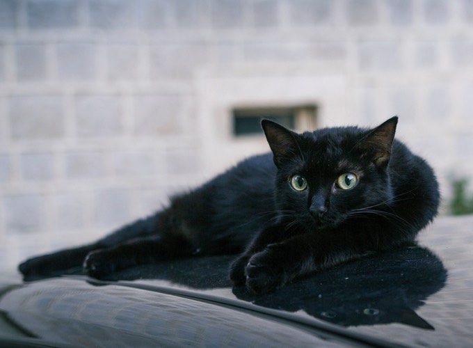 Le Chat Noir