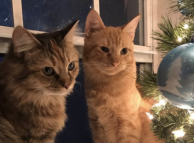 Deux chats se câlinent sous le sapin de Noël - Yummypets