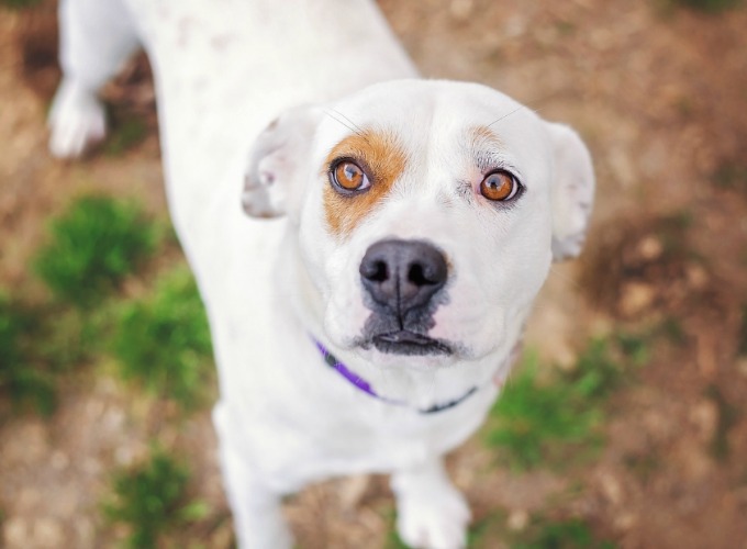 6 signes qui montrent que votre chien est peureux - Yummypets