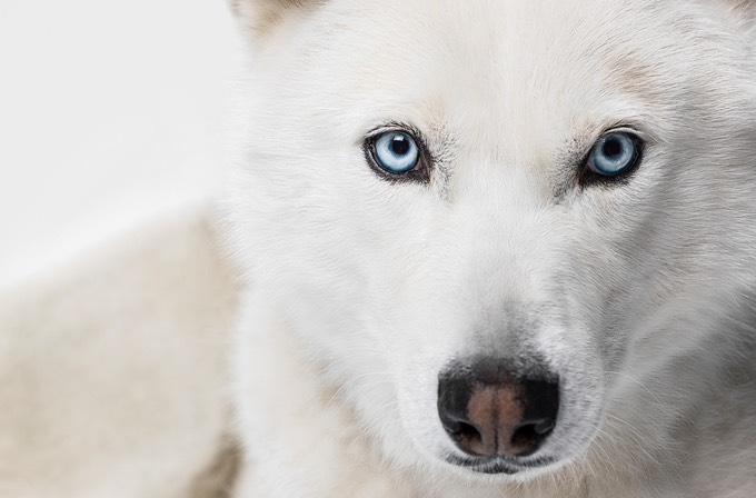 Comprendre la vision du chien et du chat - Yummypets