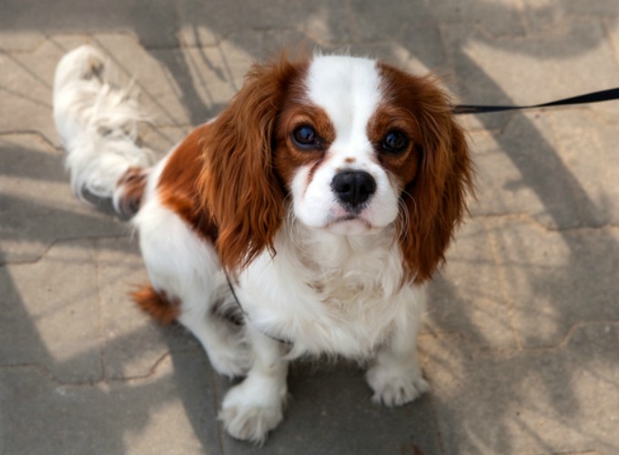 Top 15 des races de chien de petite taille - Yummypets