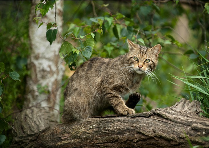 L’Australie souhaite abattre deux millions de chats harets - Yummypets