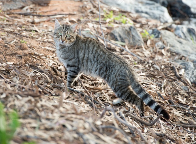 L’Australie souhaite abattre deux millions de chats harets - Yummypets