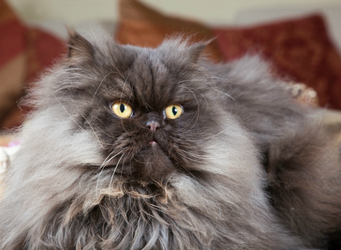 10 choses que vous ne saviez pas sur le chat Persan - Yummypets
