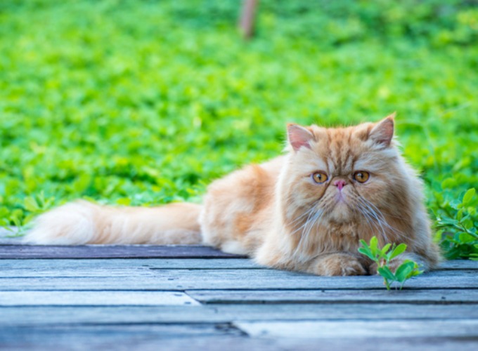 10 Things you didn't know about the Persian - Yummypets