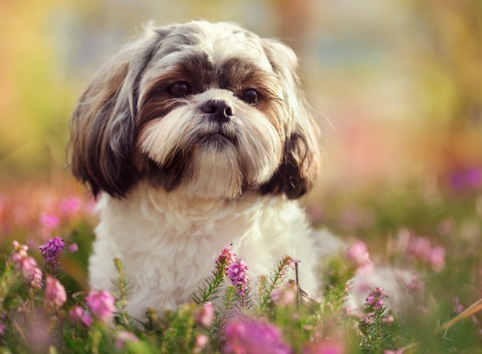 Top 15 Des Races De Chien De Petite Taille Yummypets