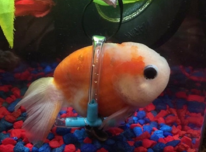 This guy made a wheelchair for a disabled goldfish - Yummypets
