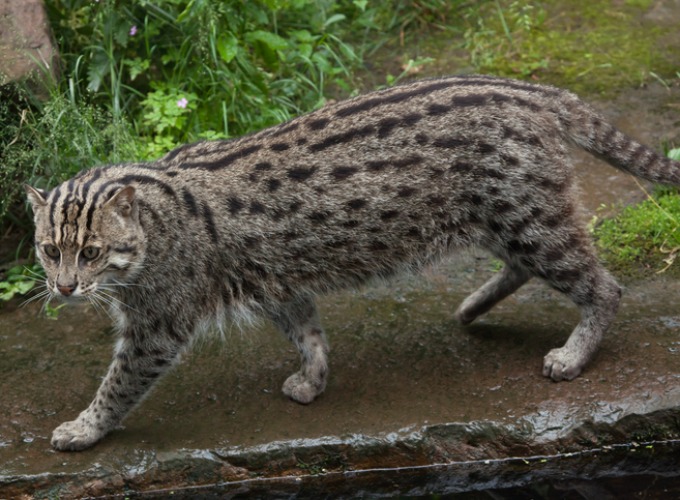 Zoom sur le chat Pêcheur ou chat Viverrin - Yummypets