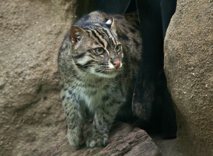 Zoom sur le chat Pêcheur ou chat Viverrin - Yummypets