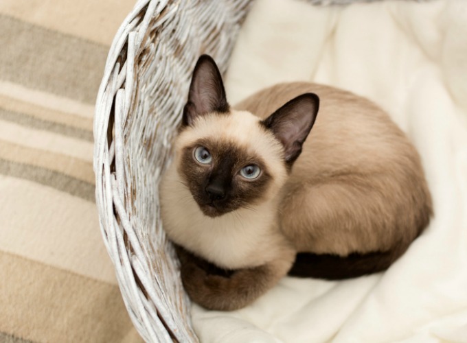 TOP 5 des raisons d’adopter un chat siamois - Yummypets