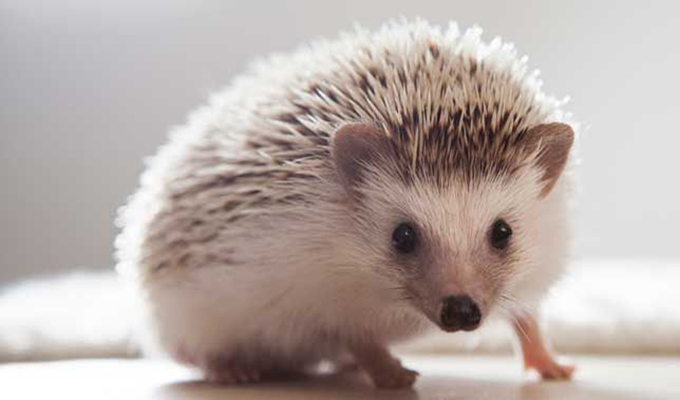 Tipos de erizos de tierra - Yummypets