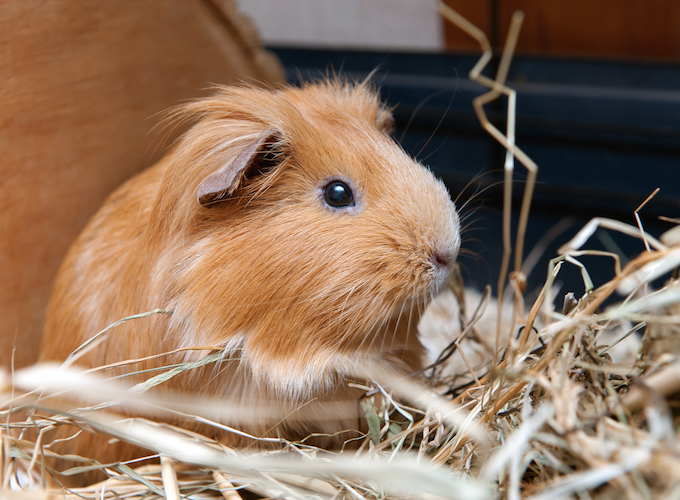 Tout savoir sur le cochon d'Inde - Yummypets